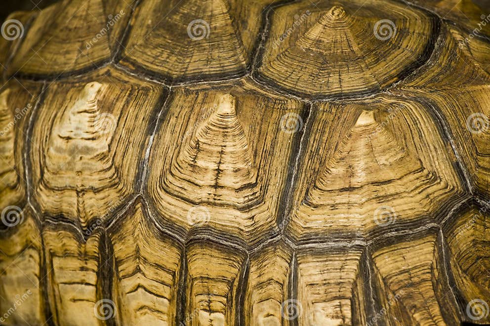 Tortise Shell Abstract stock image. Image of horizontal - 7884707