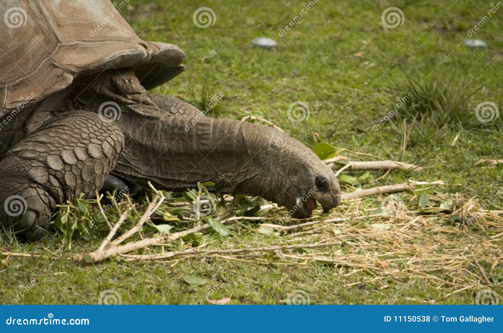 Tortoise 1 stock photo. Image of reptile, turtles, plodding - 11150538