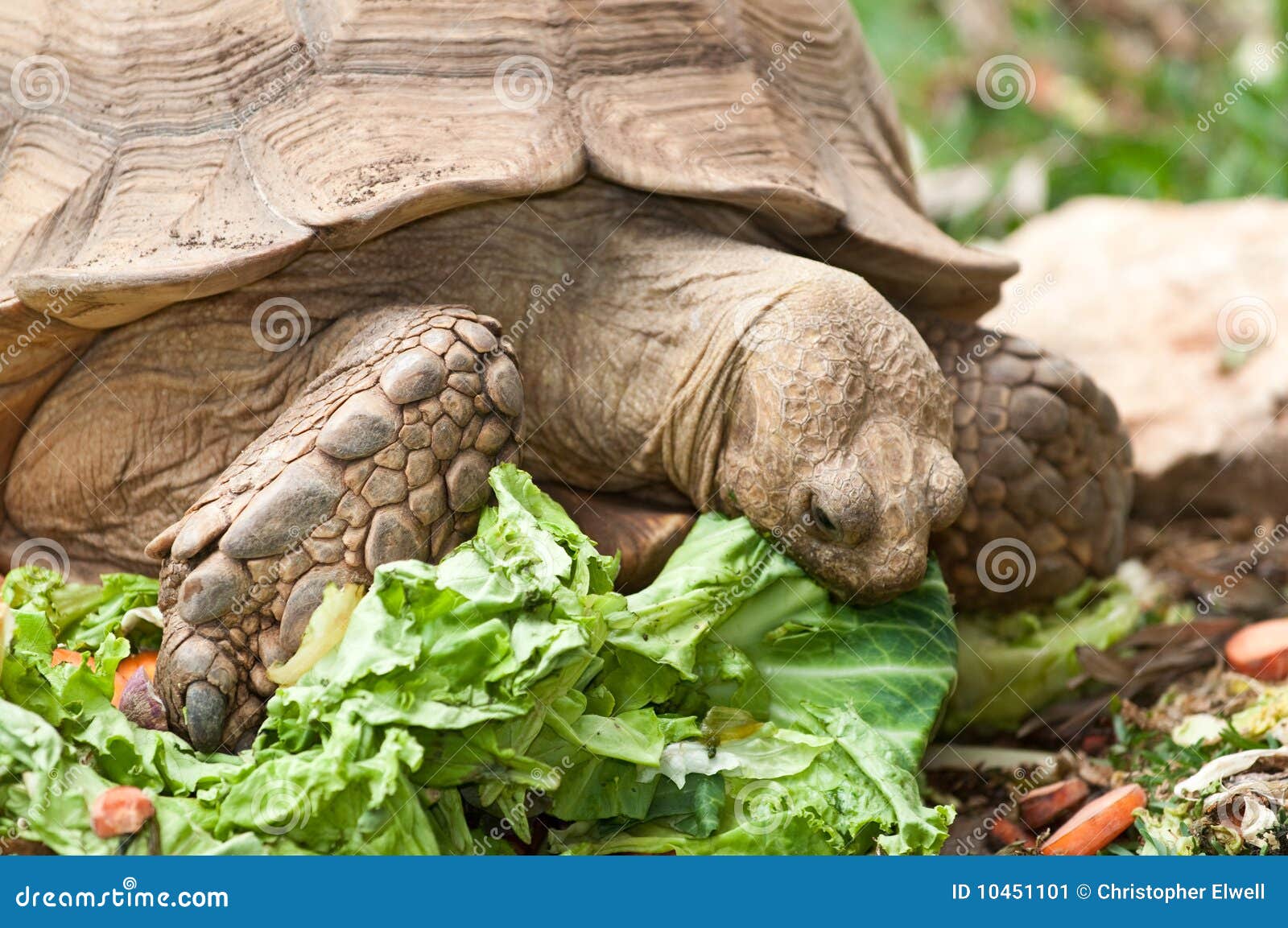Tortoise stock image. Image of feeding, vegetables, reptile - 10451101