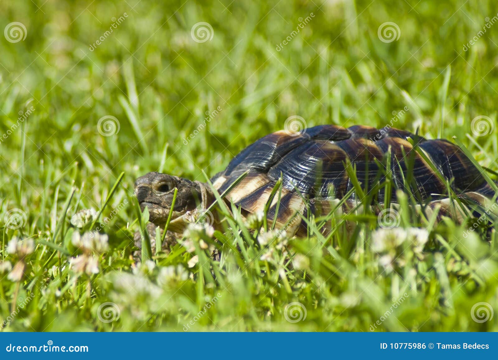 Tortoise stock photo. Image of reptile, testudo, animal - 10775986
