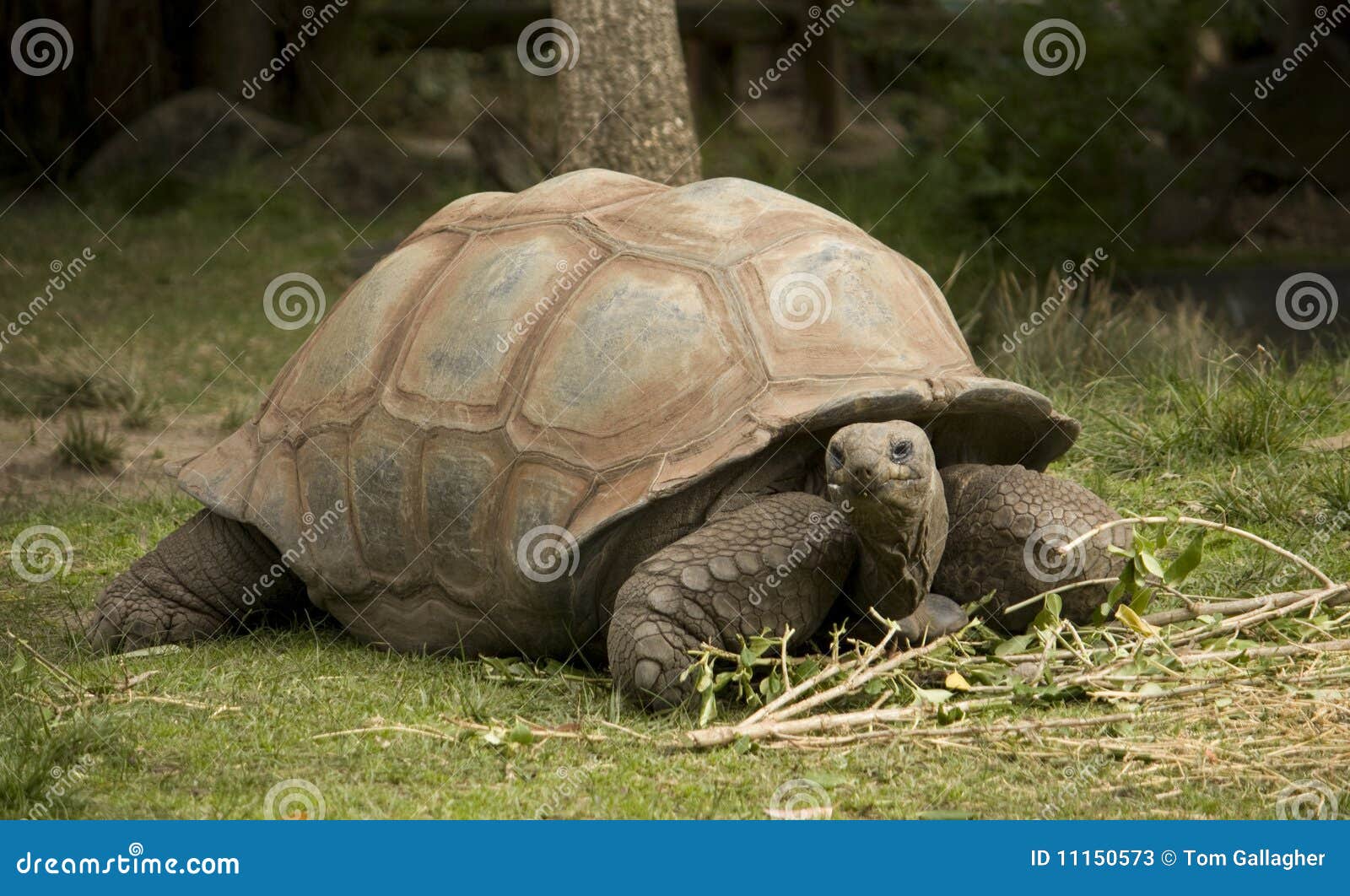 Tortoise stock image. Image of tortoises, wrinkles, turtle - 11150573