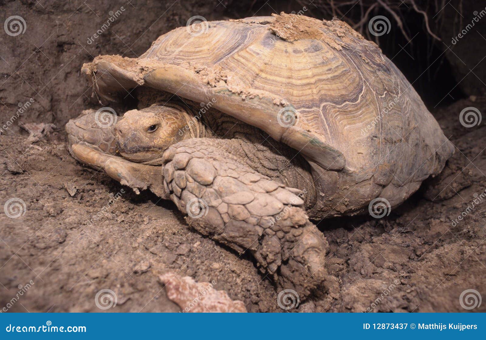 Tortoise stock image. Image of reptile, shelled, tortoise - 12873437