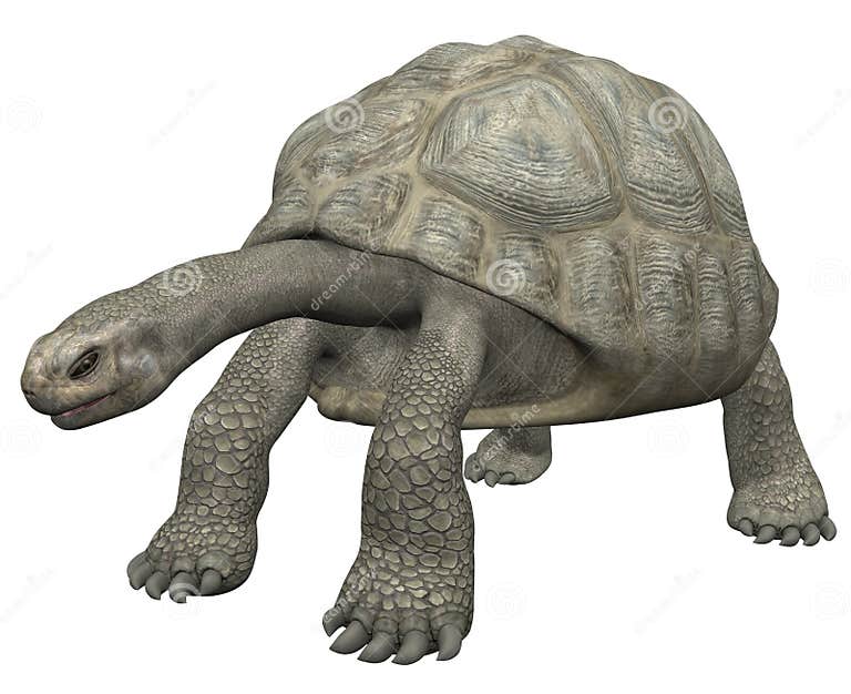 Tortoise stock illustration. Illustration of animal, composition - 1389325