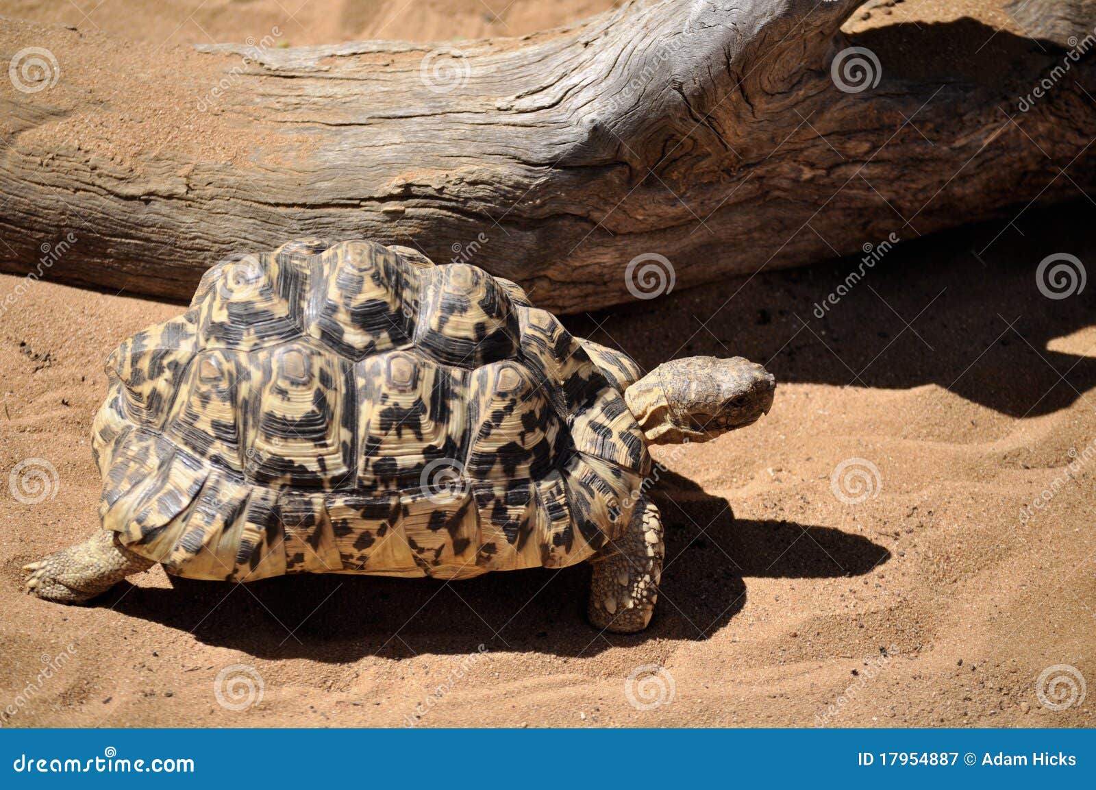Tortoise stock image. Image of wildlife, spots, poster - 17954887