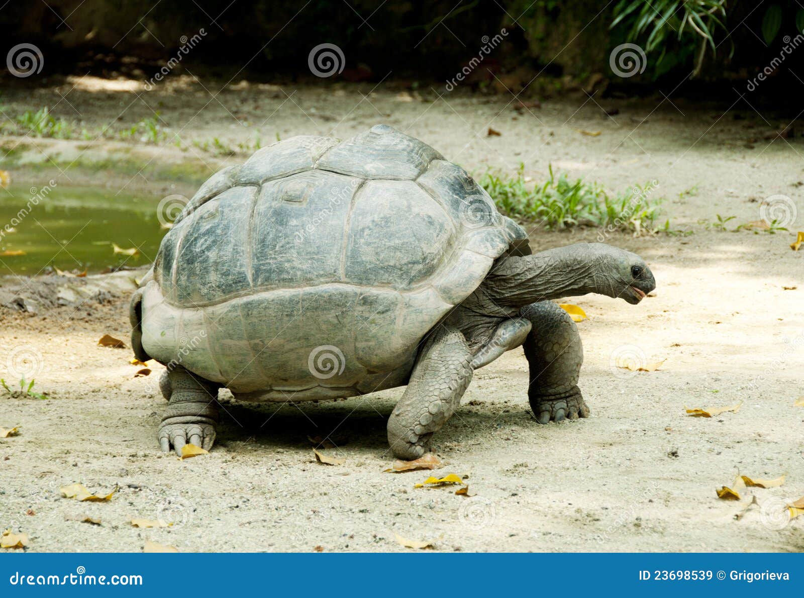 Tortoise stock image. Image of shell, exotic, animal - 23698539