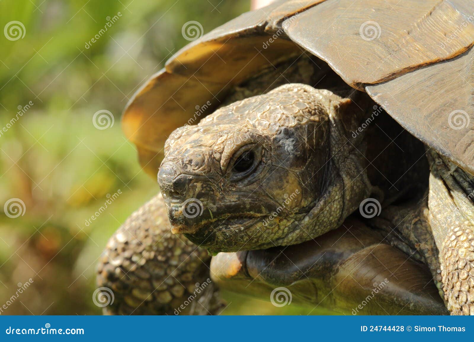 Tortoise stock photo. Image of reptilian, scale, shell - 24744428