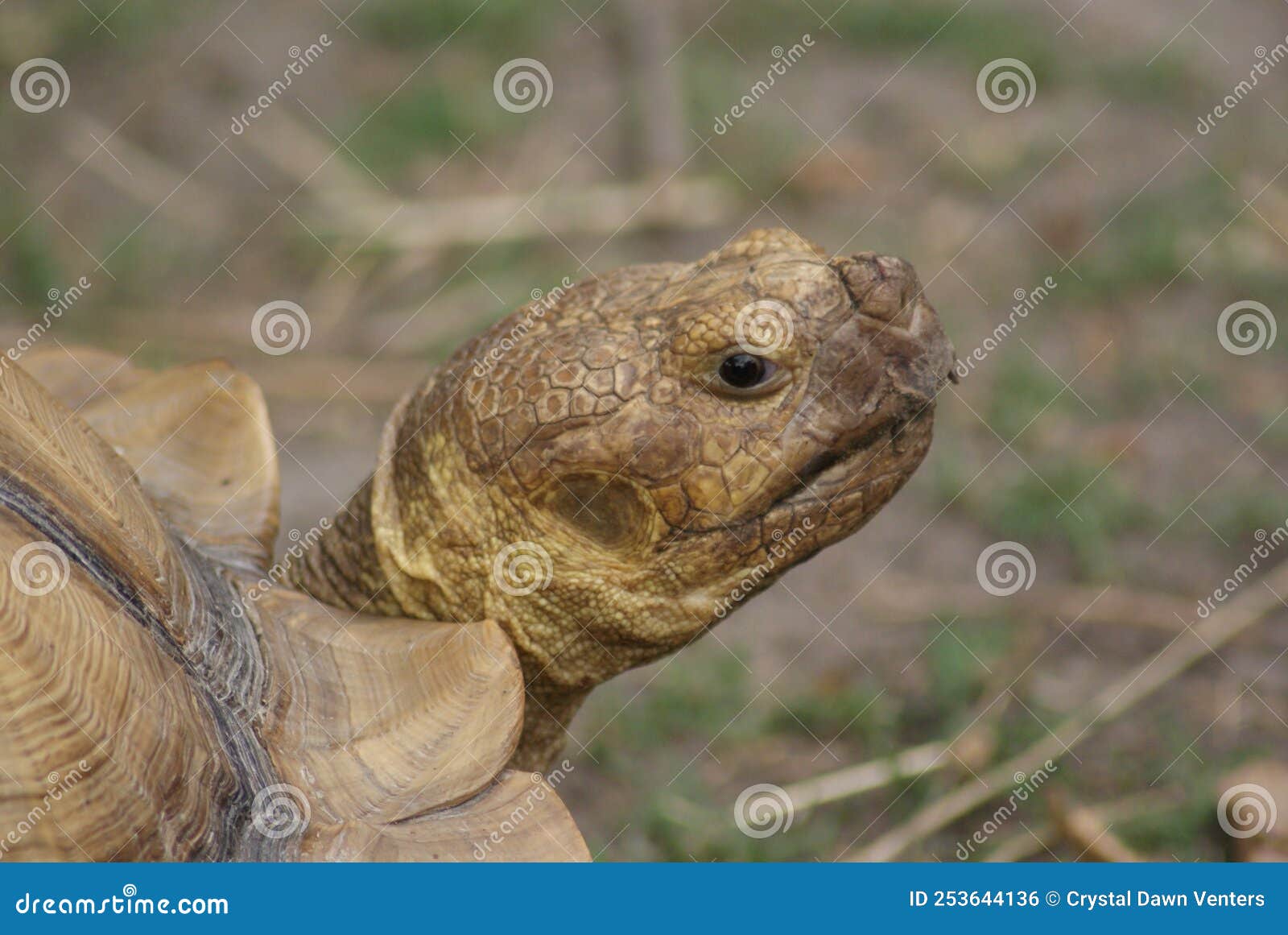 Tortoise stock photo. Image of plastron, turtle, african - 253644136