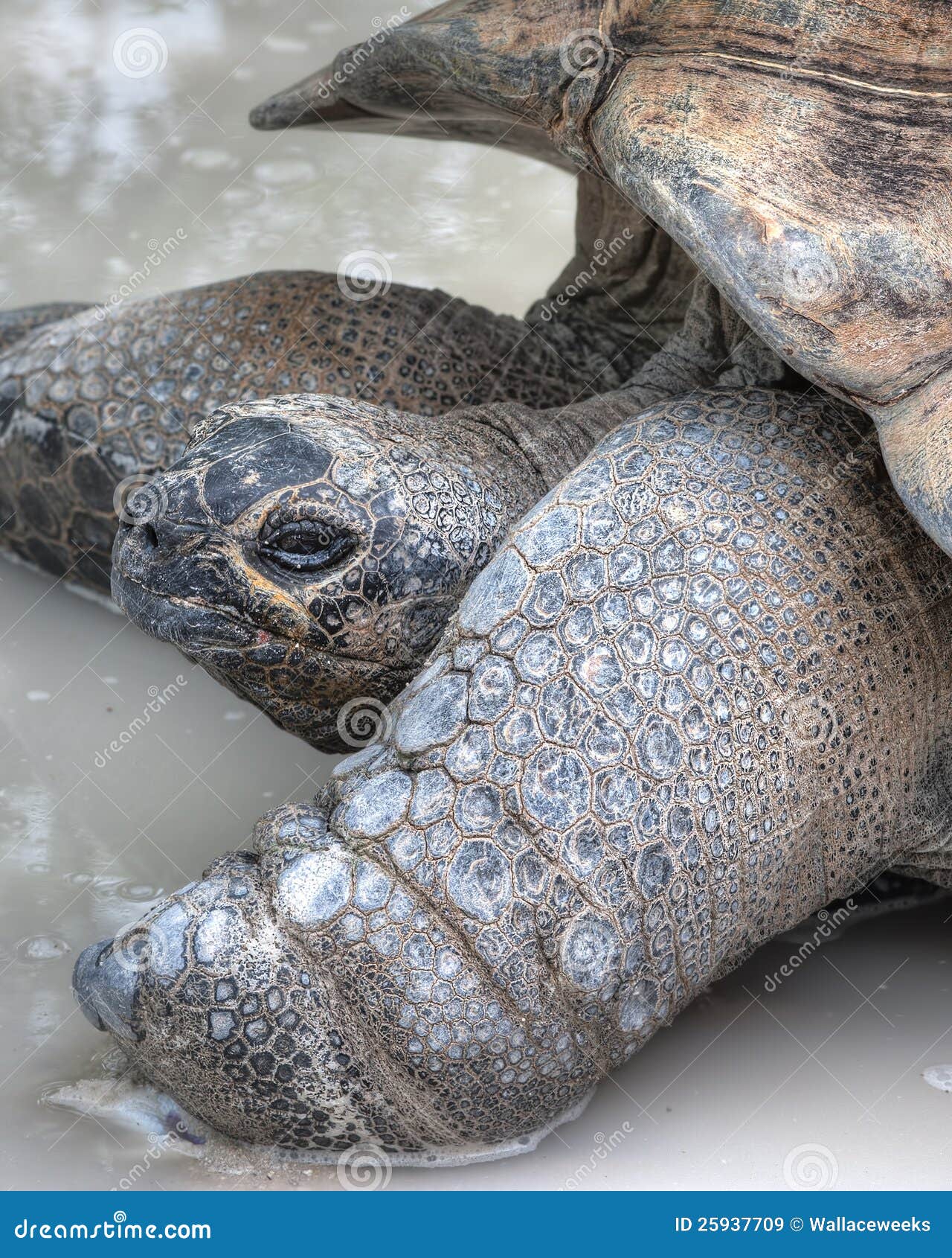 Tortoise stock image. Image of rough, animal, foot, reptile - 25937709