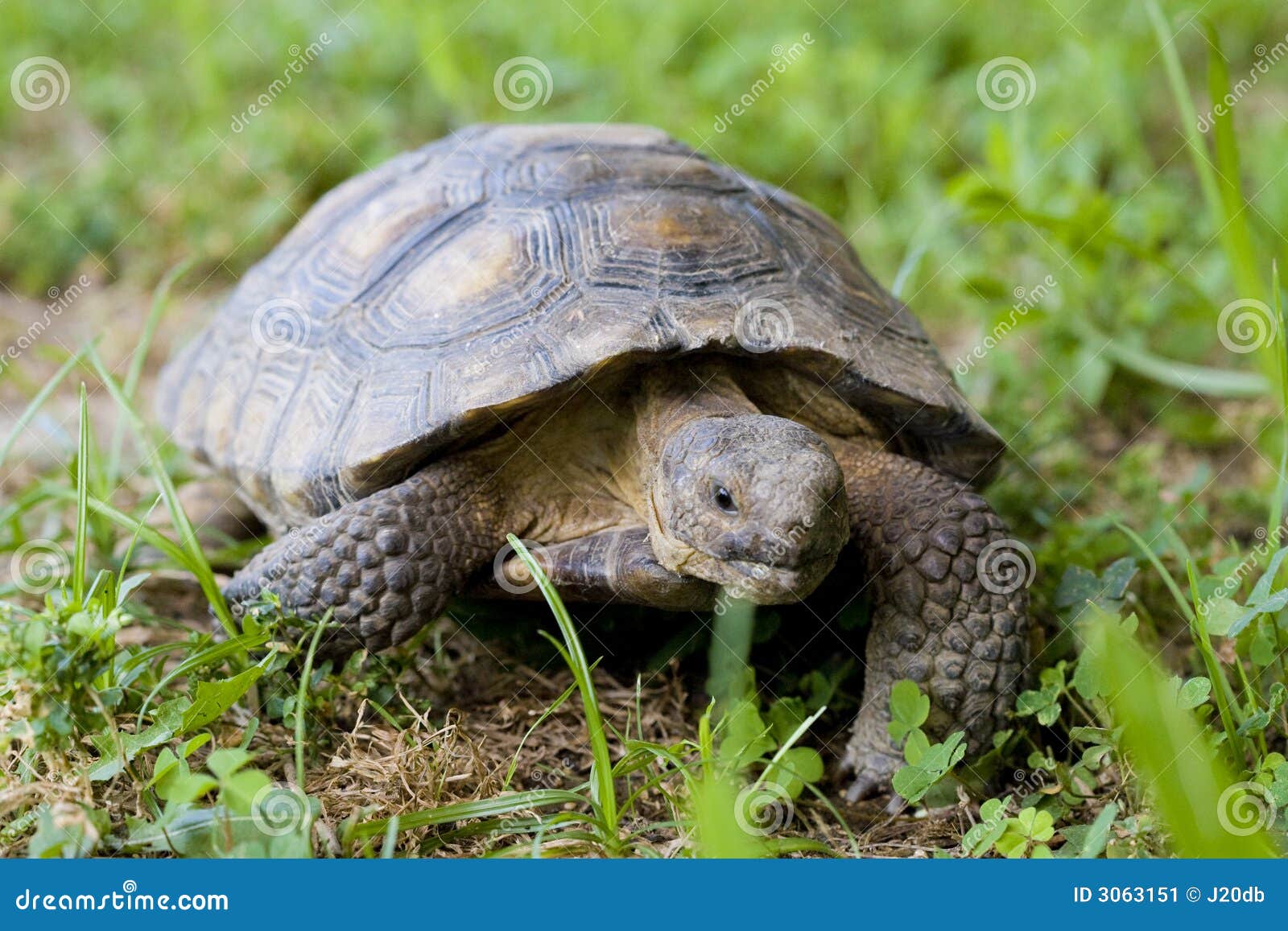 Tortoise stock image. Image of turtle, life, wild, slow - 3063151