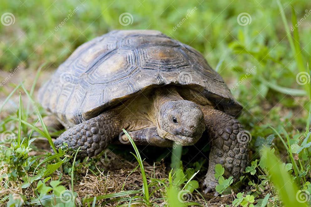 Tortoise stock image. Image of turtle, life, wild, slow - 3063151