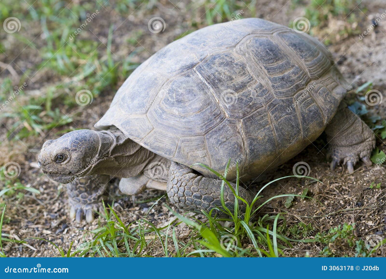 Tortoise stock photo. Image of california, crawl, wild - 3063178