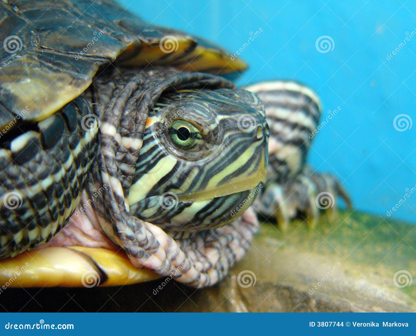 Tortoise stock photo. Image of portrait, animal, tortoises - 3807744