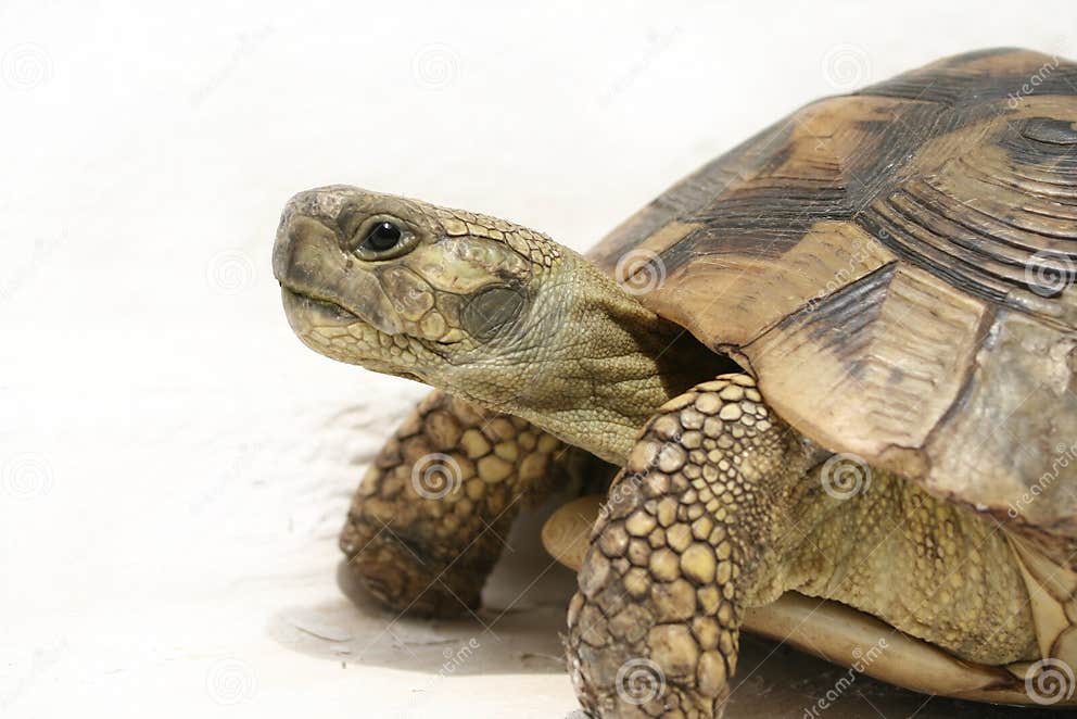 Tortoise stock photo. Image of zoological, light, look - 386670