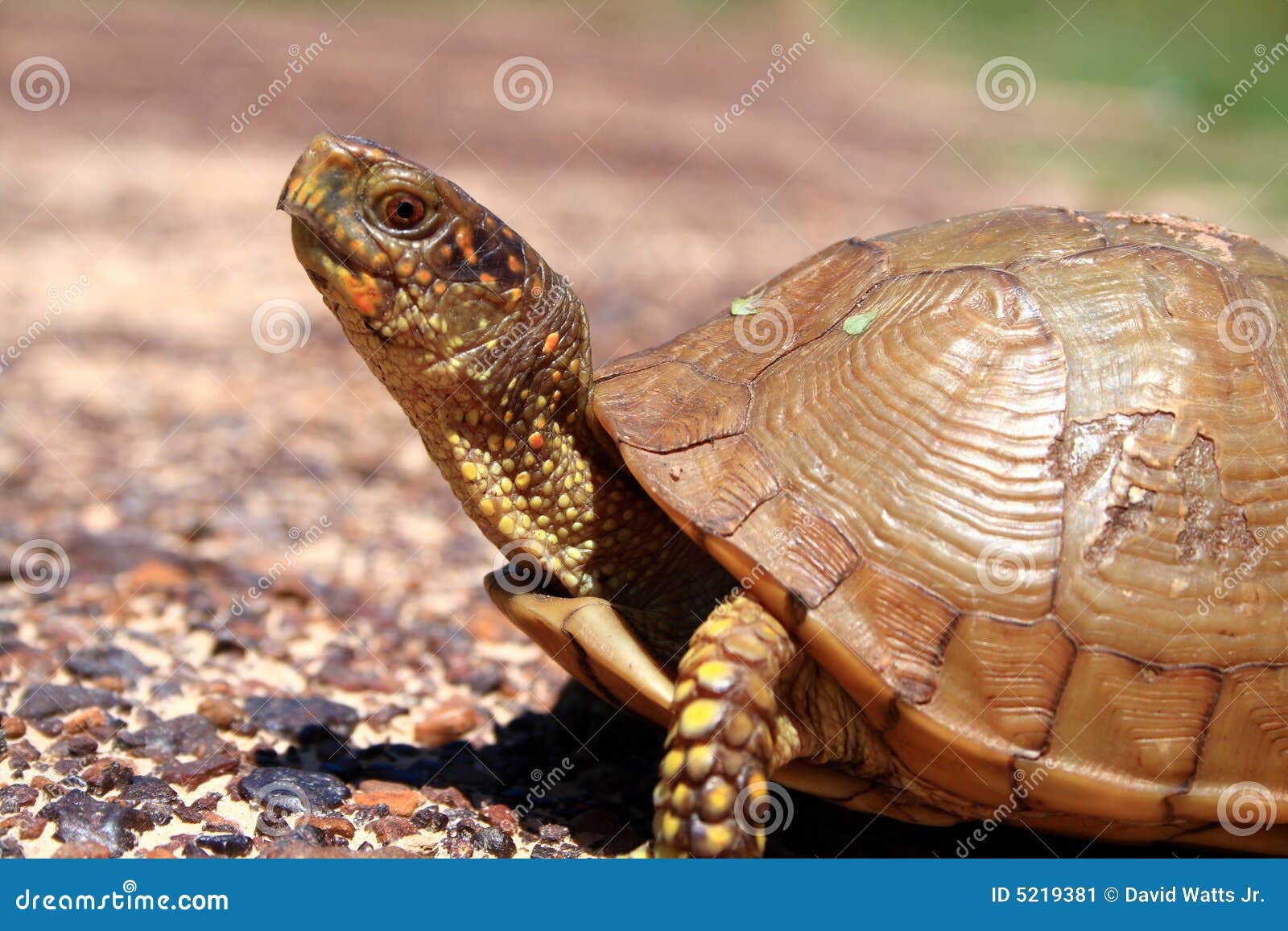 Tortoise stock image. Image of reptile, testudinidae, amphibian - 5219381