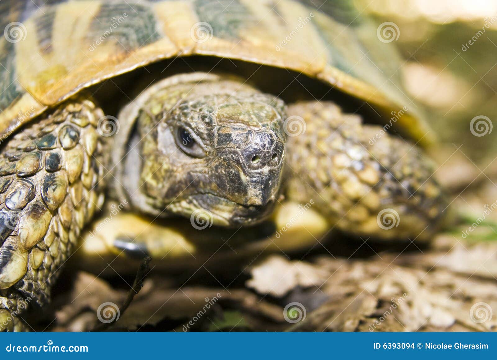 Tortoise stock photo. Image of closeup, portrait, nose - 6393094