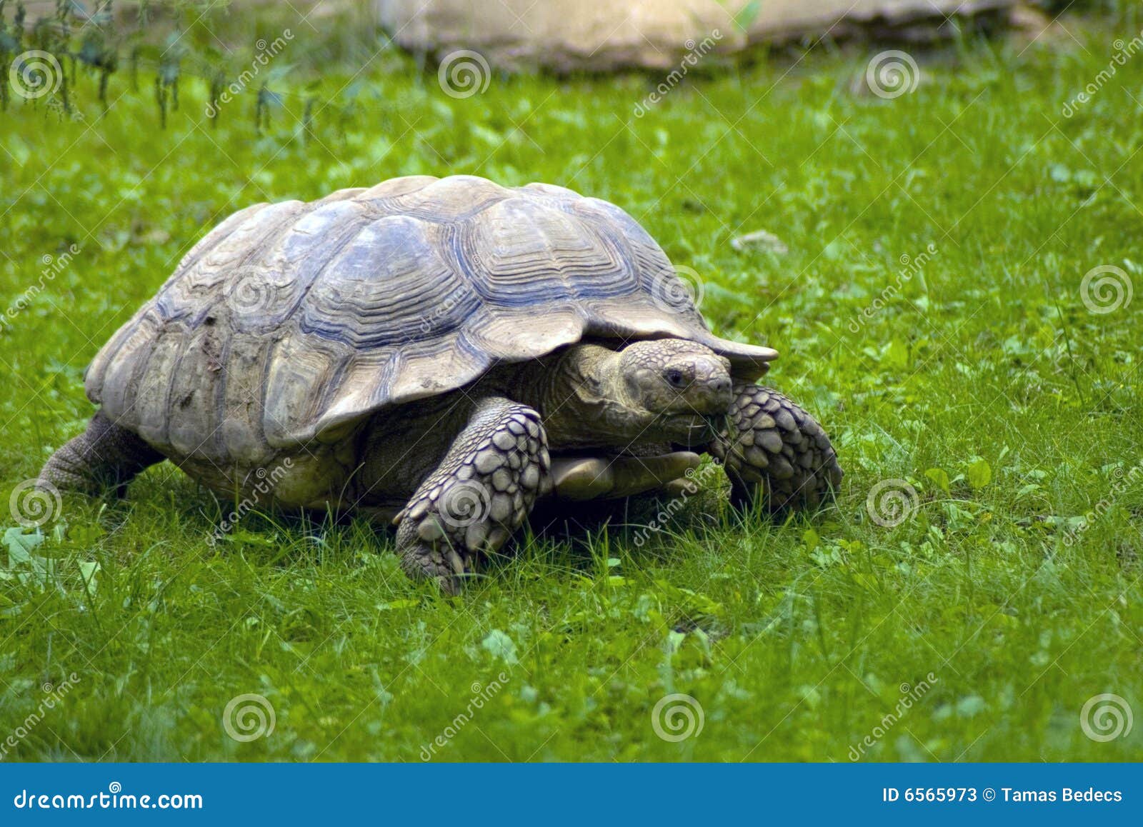 Tortoise stock image. Image of testudo, tortoise, reptile - 6565973