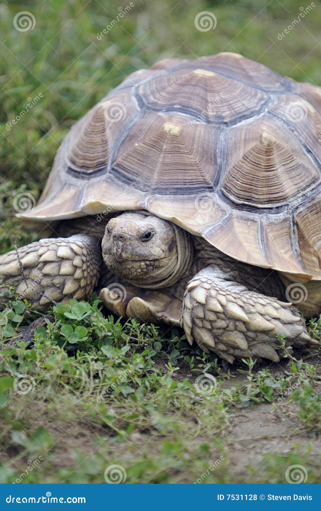 Tortoise stock photo. Image of macro, tortoise, land, reptile - 7531128