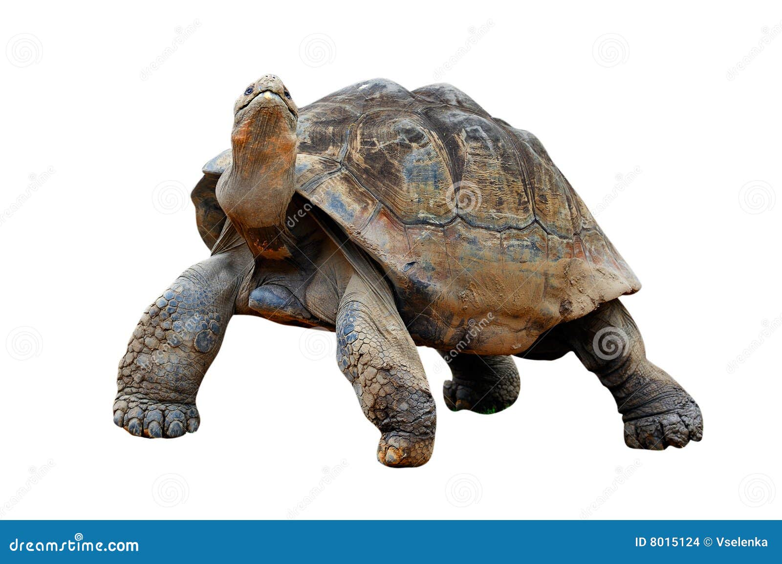 Tortoise stock photo. Image of full, endangered, head - 8015124