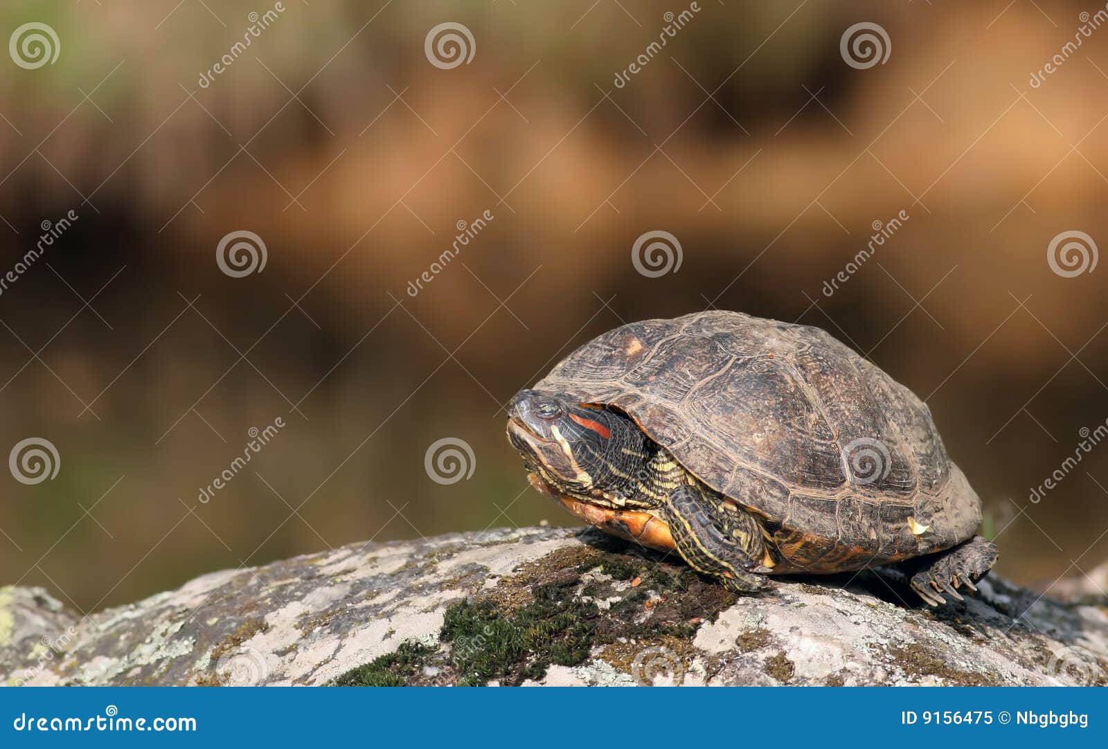 Tortoise stock image. Image of rock, portrait, nature - 9156475