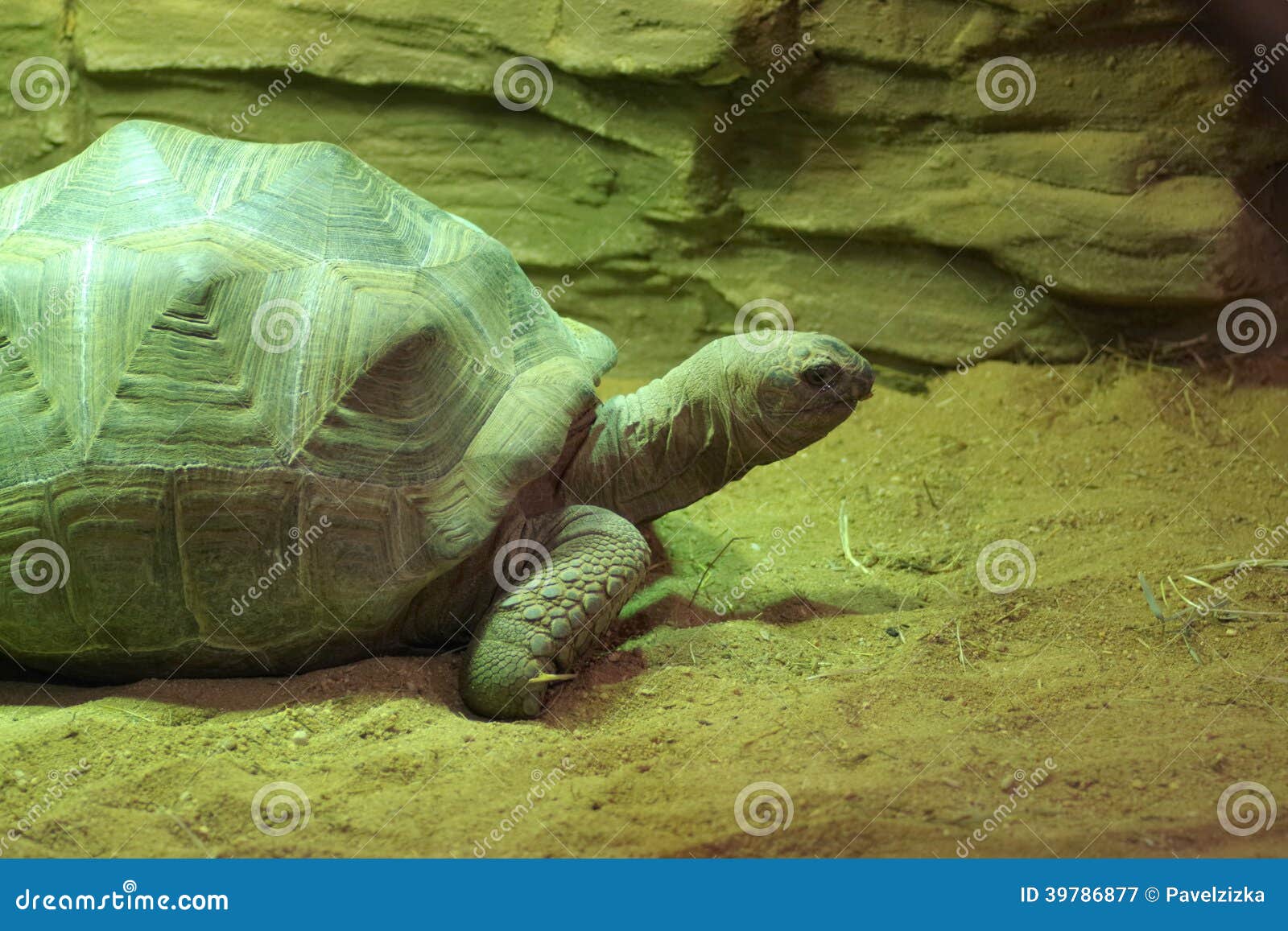Tortoise stock image. Image of safe, tortoise, animal - 39786877