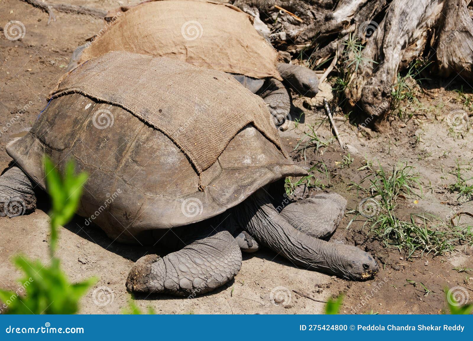 Tortoise stock photo. Image of straightly, attraction - 275424800