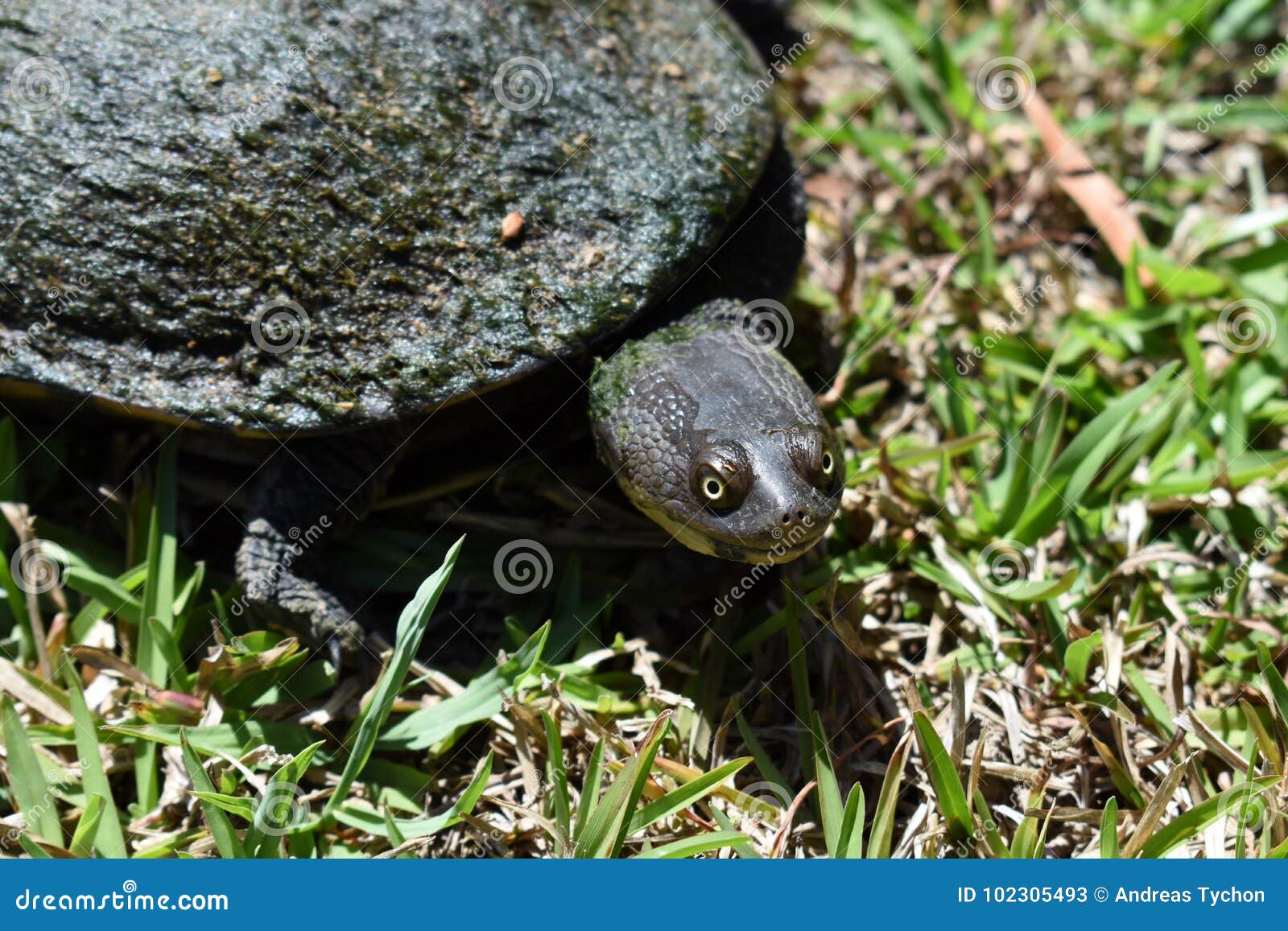 Turtle Native Australian with Shell Stock Image - Image of shell, fauna ...