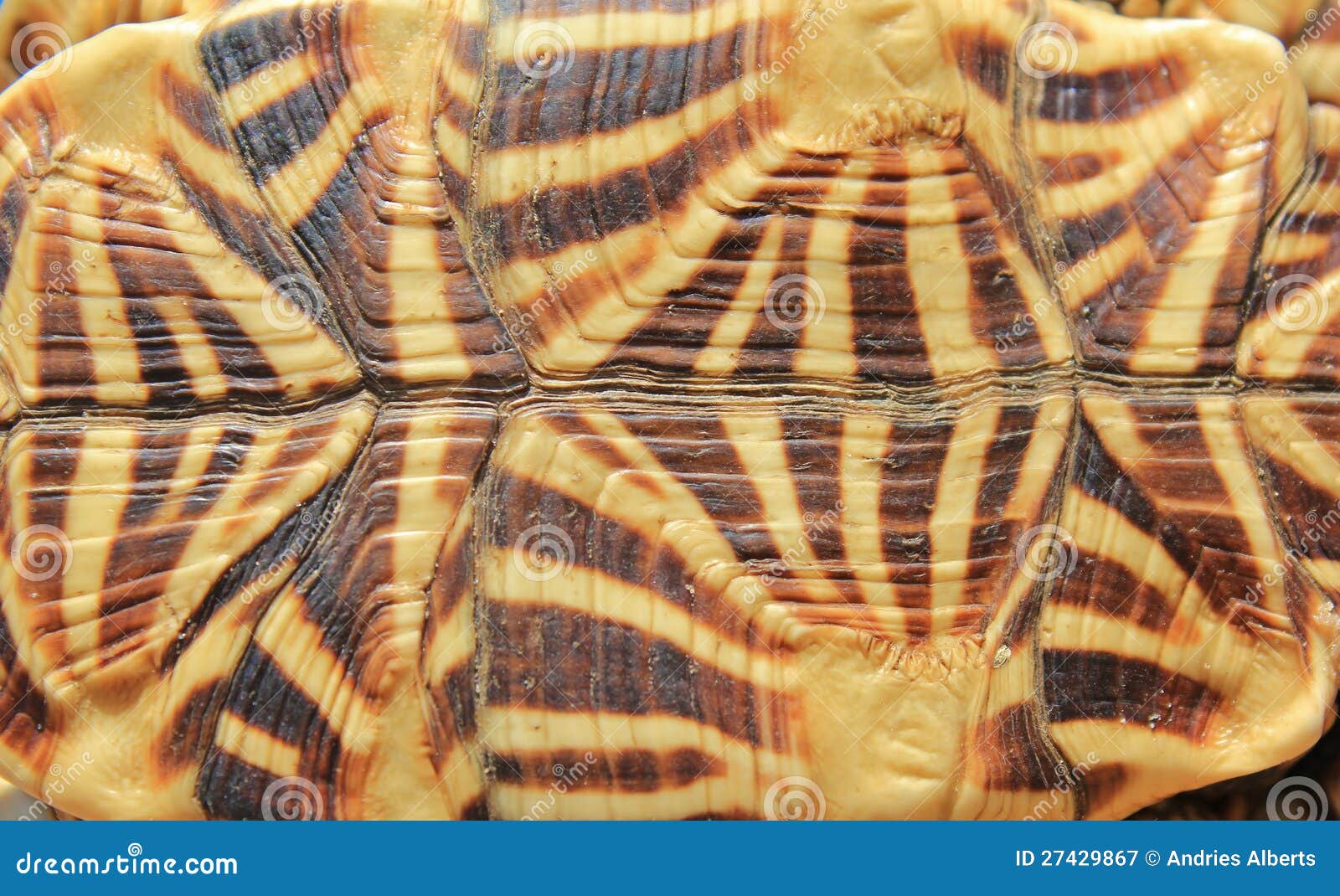 Tortoise Animal Patterns Backgrounds Photos - Free & Royalty-Free Stock ...