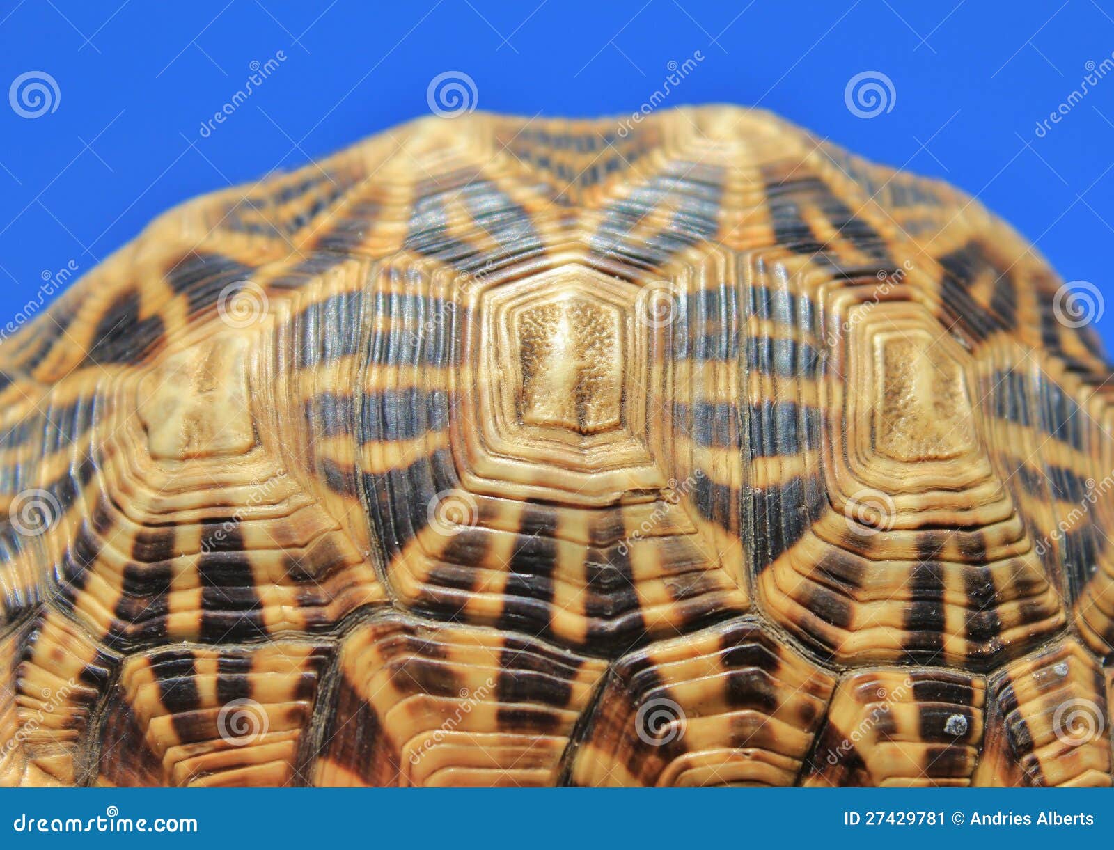 Tortoise - Animal Patterns and Backgrounds Stock Image - Image of feet ...