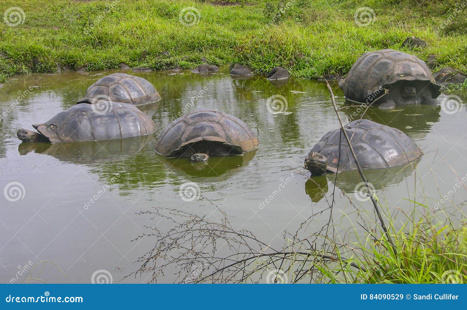 TORTOISEs BATHING in the GALAPAGOS Stock Image - Image of resting ...