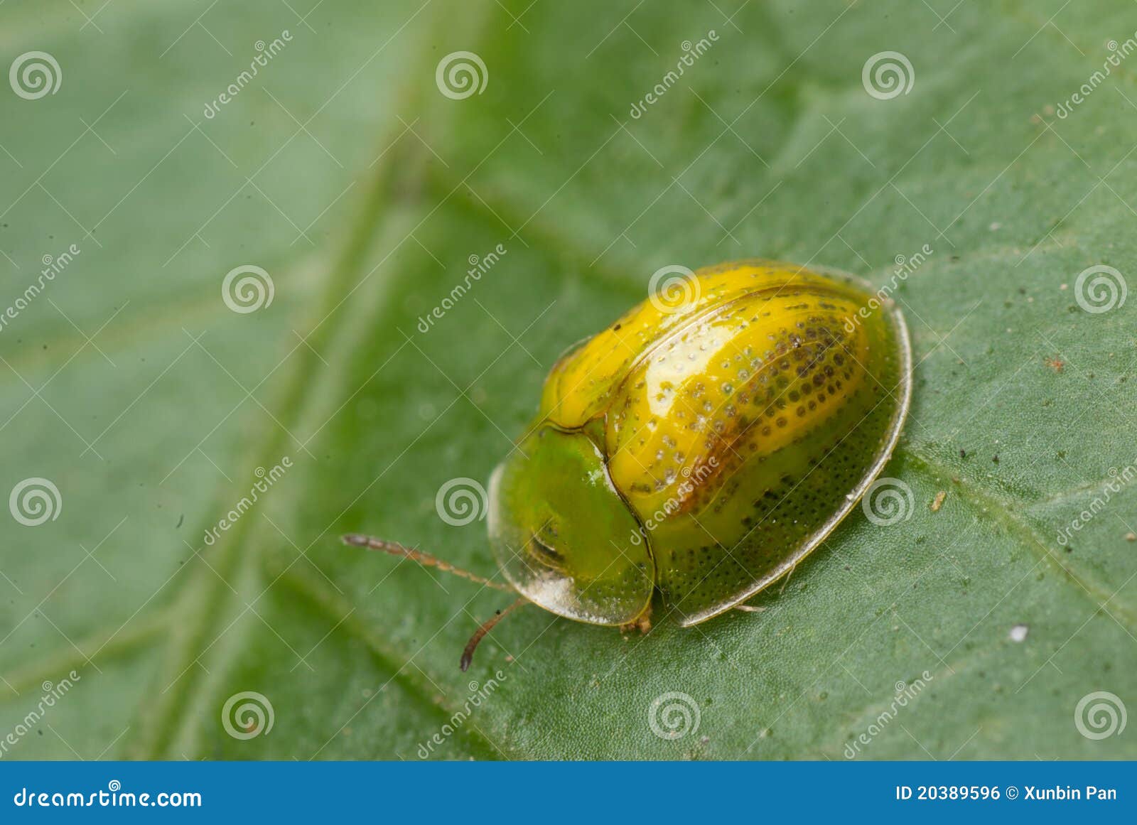 Tortoise beetle stock photo. Image of color, macro, beetle - 20389596