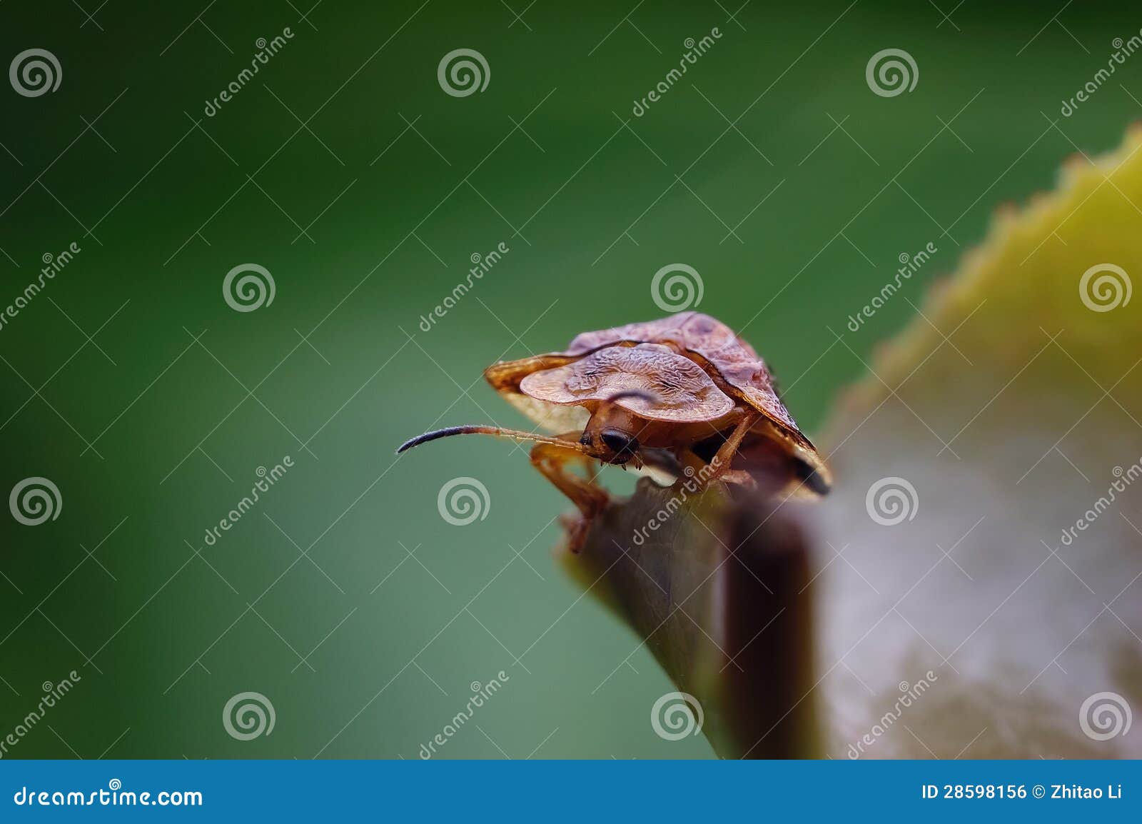 Tortoise beetle stock photo. Image of leaves, beetle - 28598156