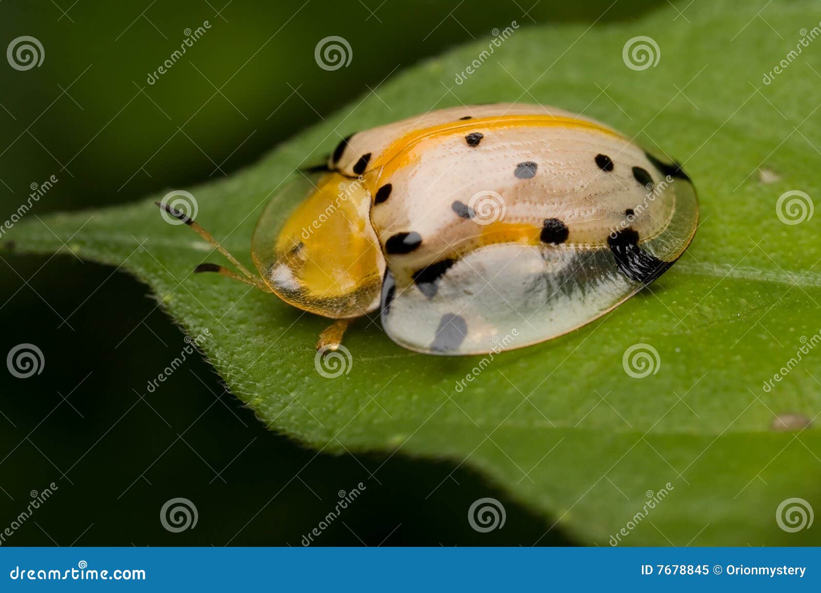 Tortoise beetle stock image. Image of fauna, orange, close - 7678845