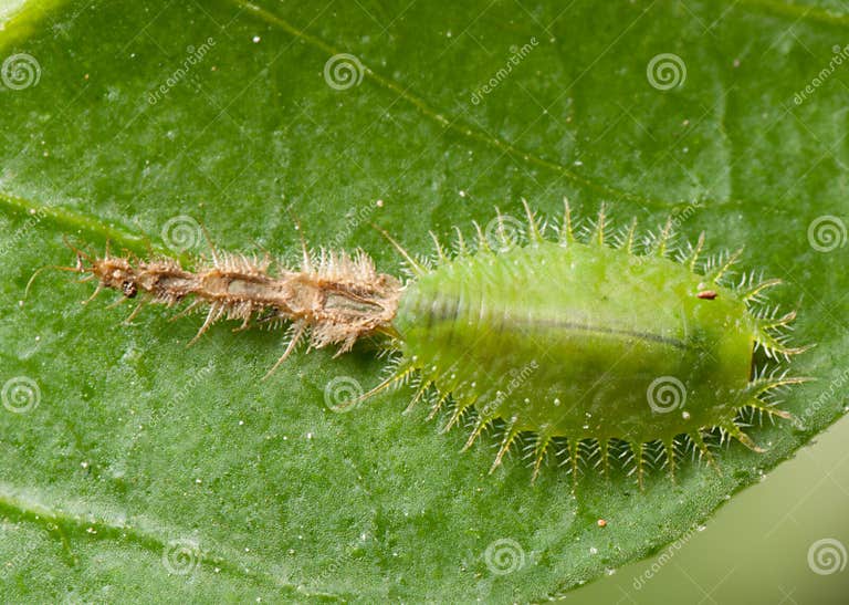 Tortoise beetle larva stock photo. Image of colorful - 20389626