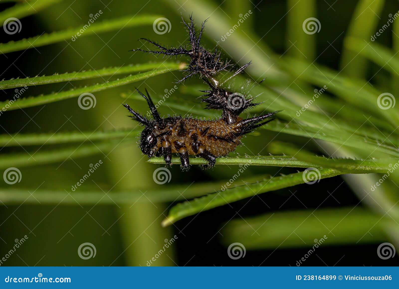 Tortoise Beetle Larva stock image. Image of larvae, macro - 238164899
