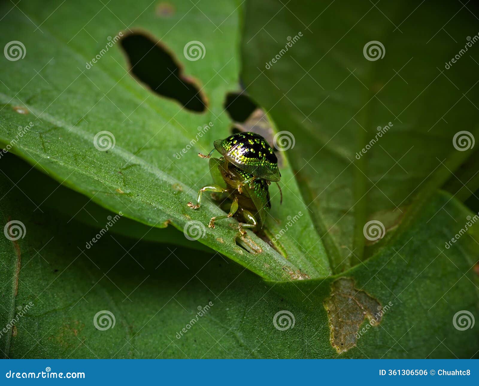 Tortoise Beetles Mating Pair on Sweet Potato Leaf Stock Photo - Image ...
