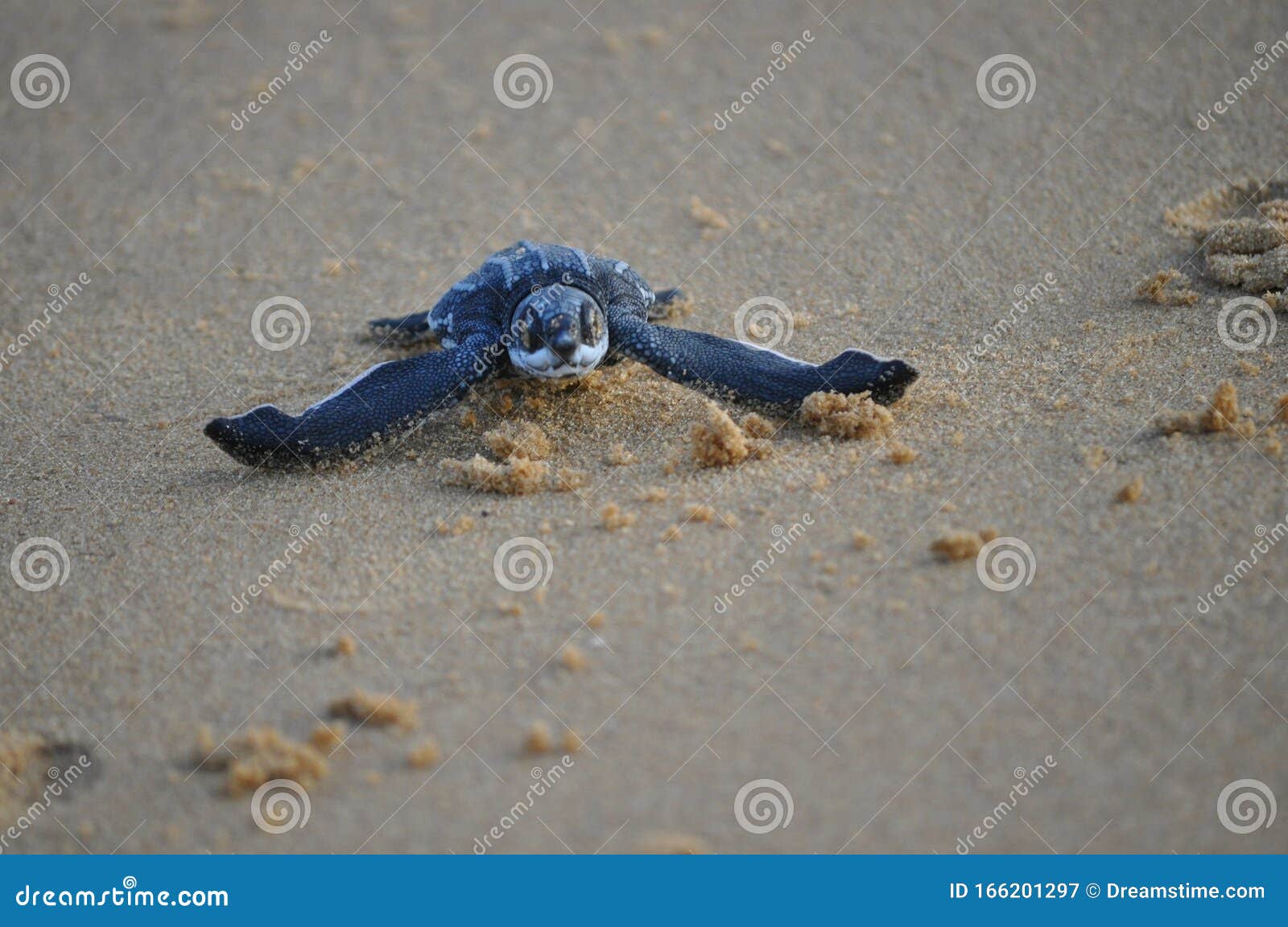 Tortoise born stock image. Image of beach, beauty, ocean - 166201297