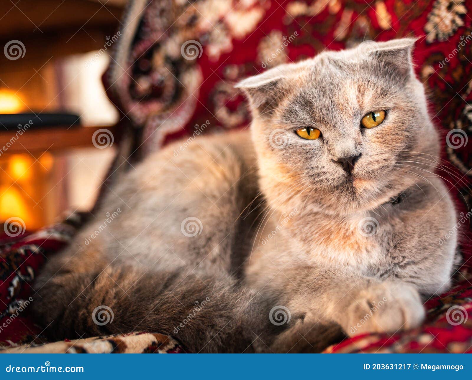 Tortoise British Cat Rest on the Red Sofa Stock Image - Image of kitty ...