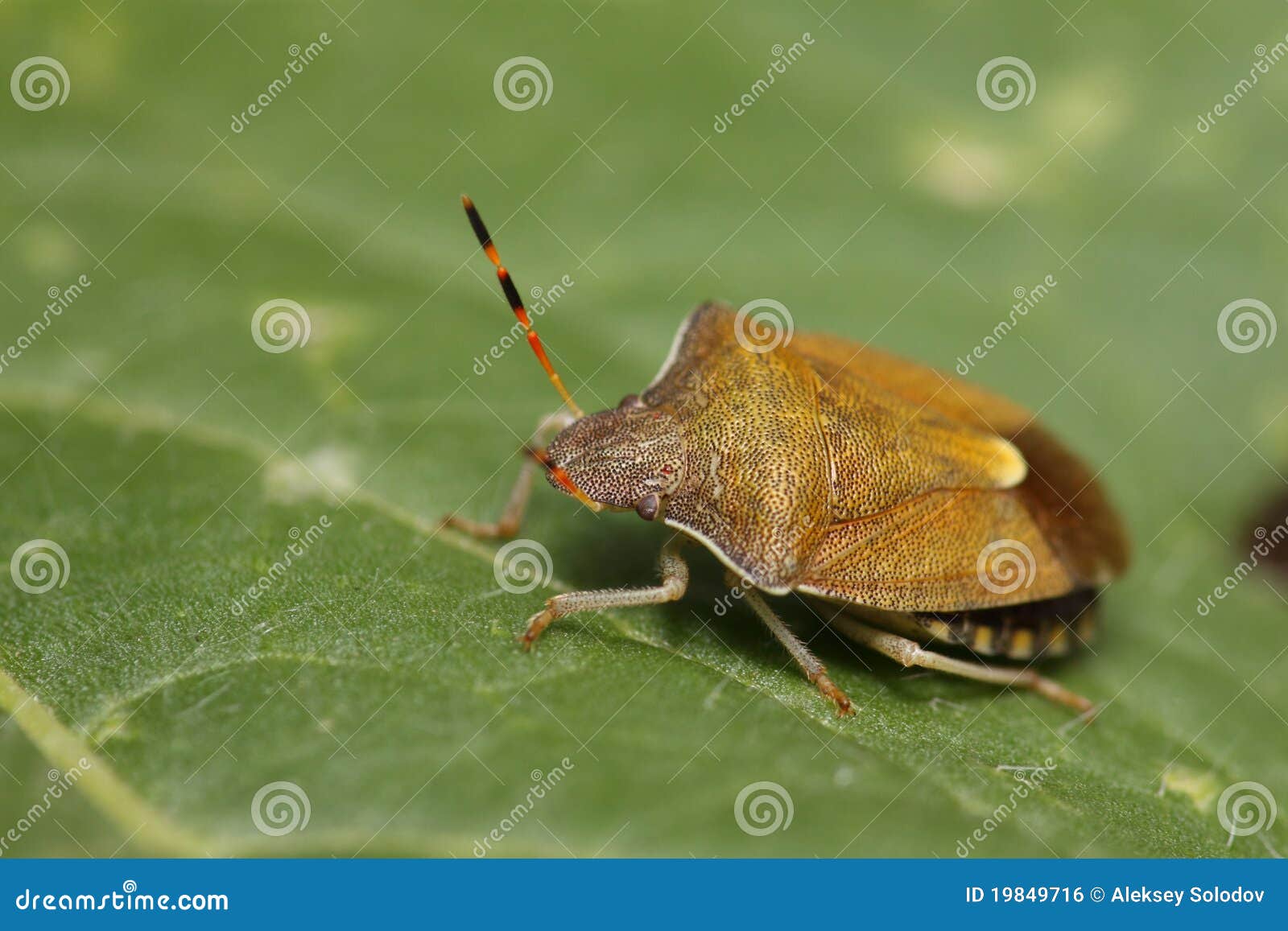 Tortoise Bug stock photo. Image of nature, side, animal - 19849716