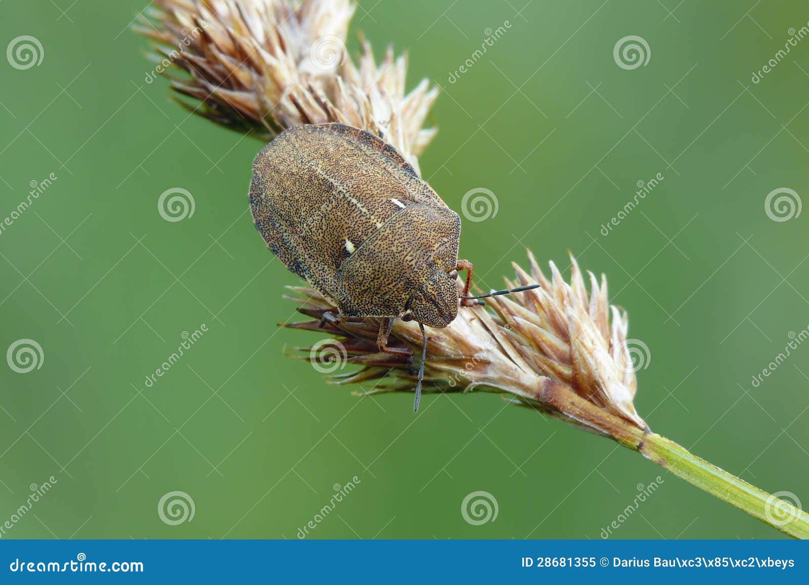 Tortoise bug stock image. Image of green, wildlife, meadow - 28681355