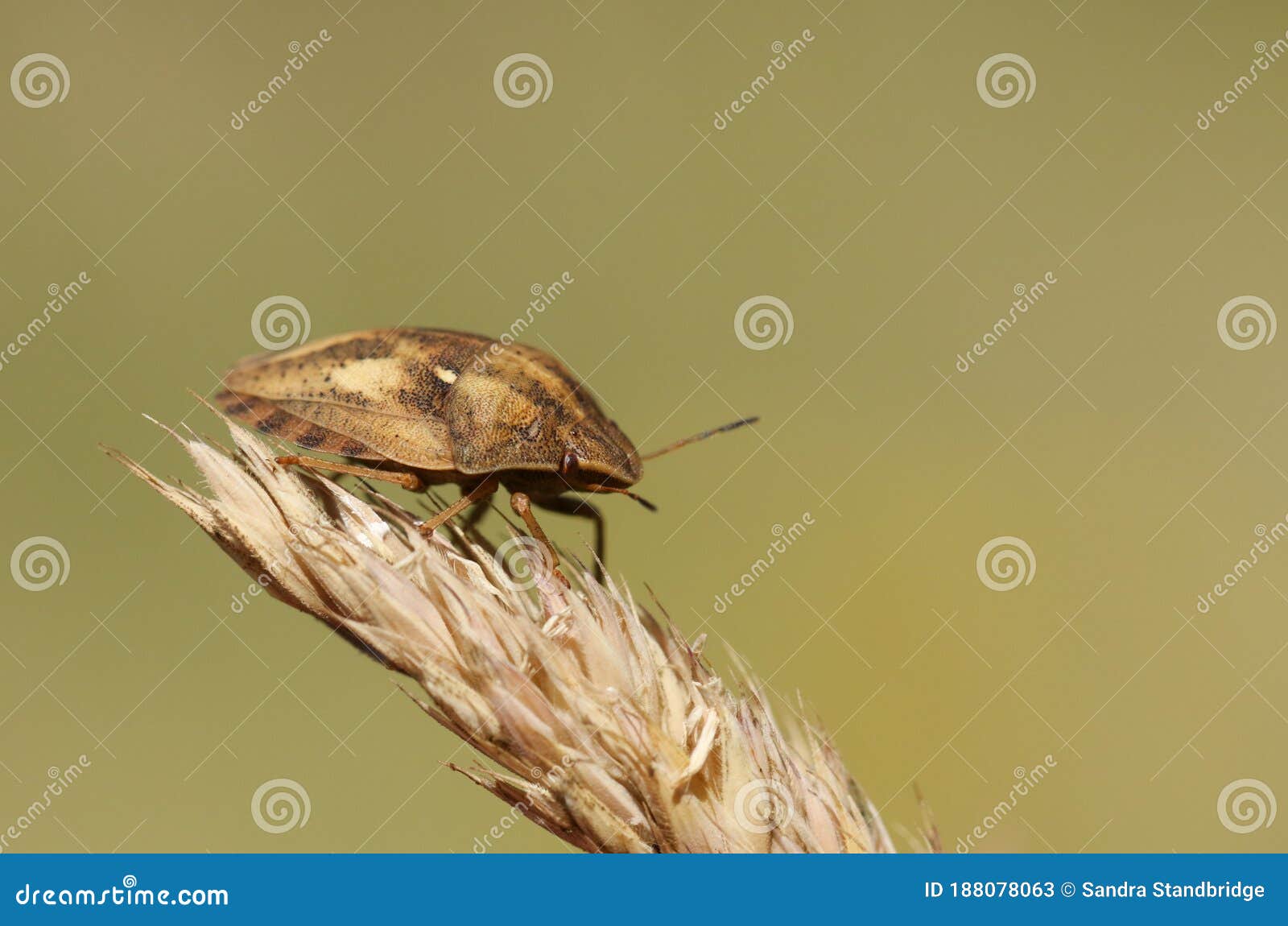 A Tortoise Bug, Eurygaster Testudinaria, Standing on a Grass Seed Head ...