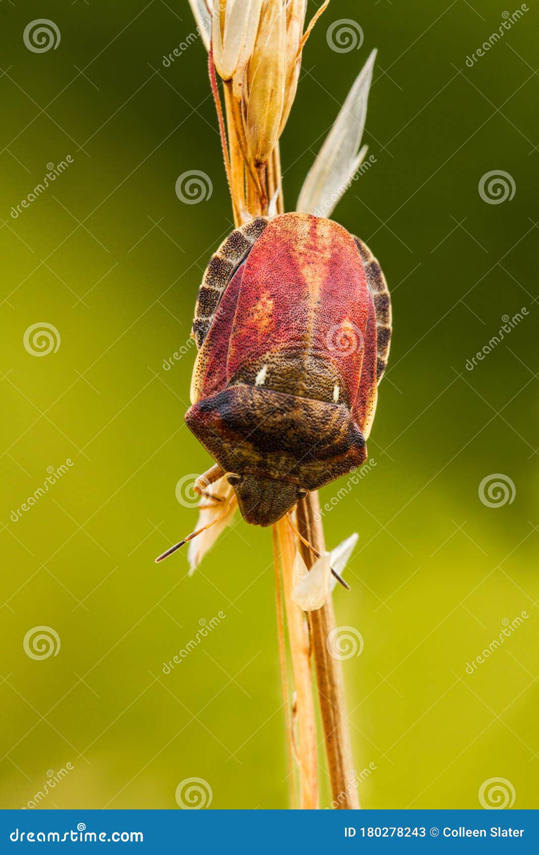 Tortoise Bug, Eurygaster Testudinaria. Stock Image - Image of outdoors ...