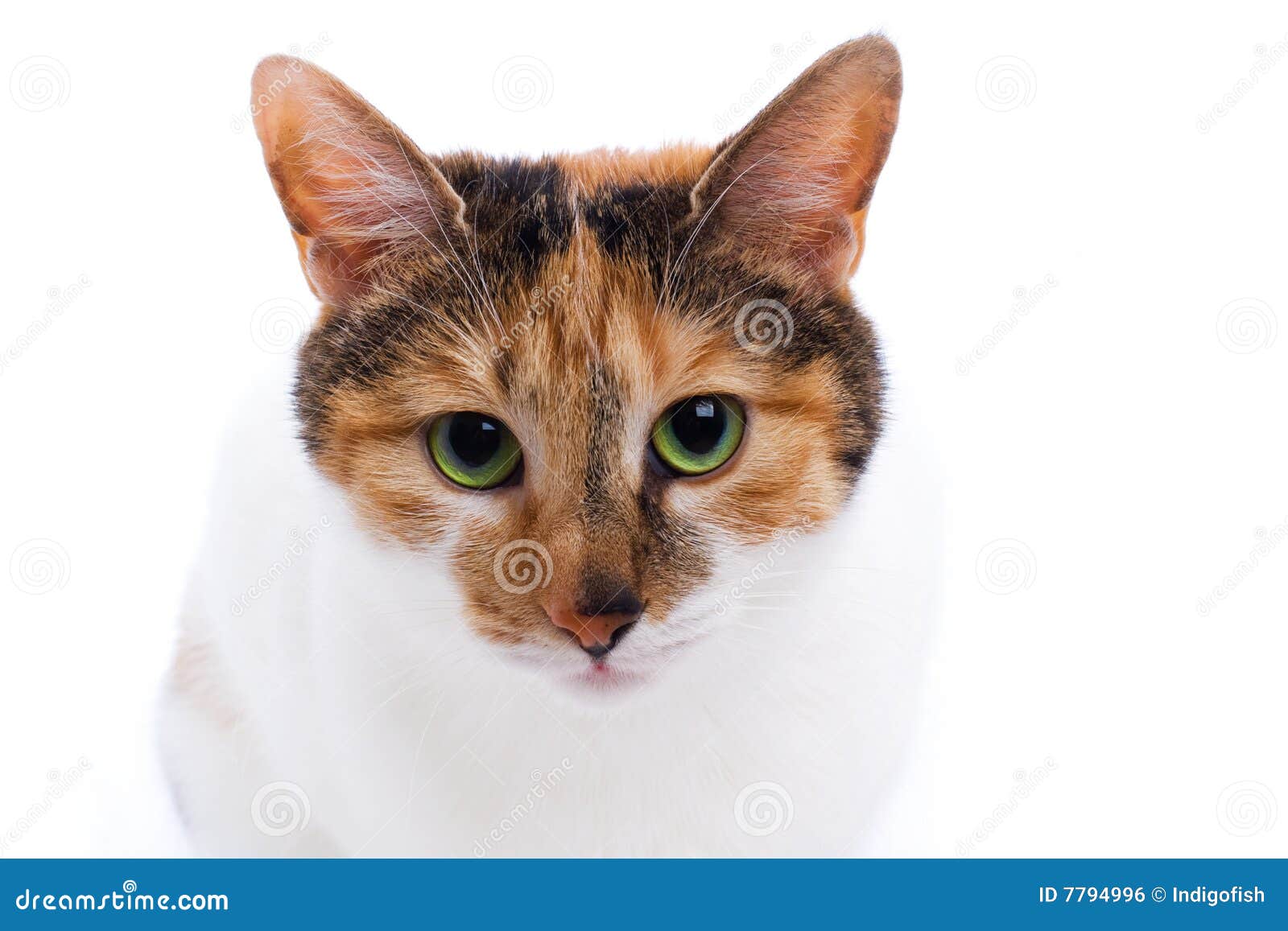 Tortoise cat stock photo. Image of breed, pedigree, isolated - 7794996