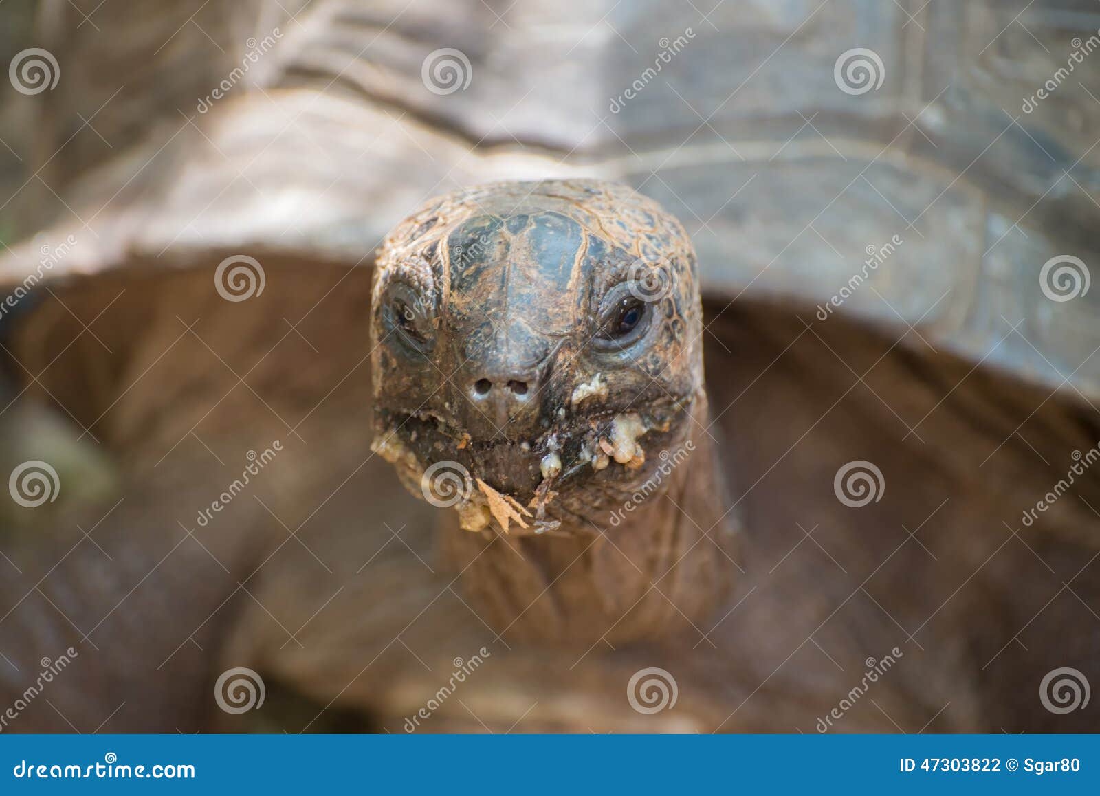 Tortoise stock photo. Image of garden, standing, leaf - 47303822