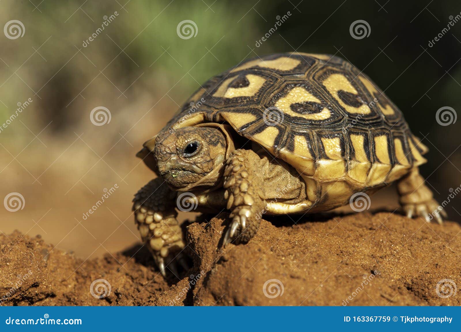 Tortoise Climbing Over Red Soil, Effort, Hard Work, Straining Stock ...
