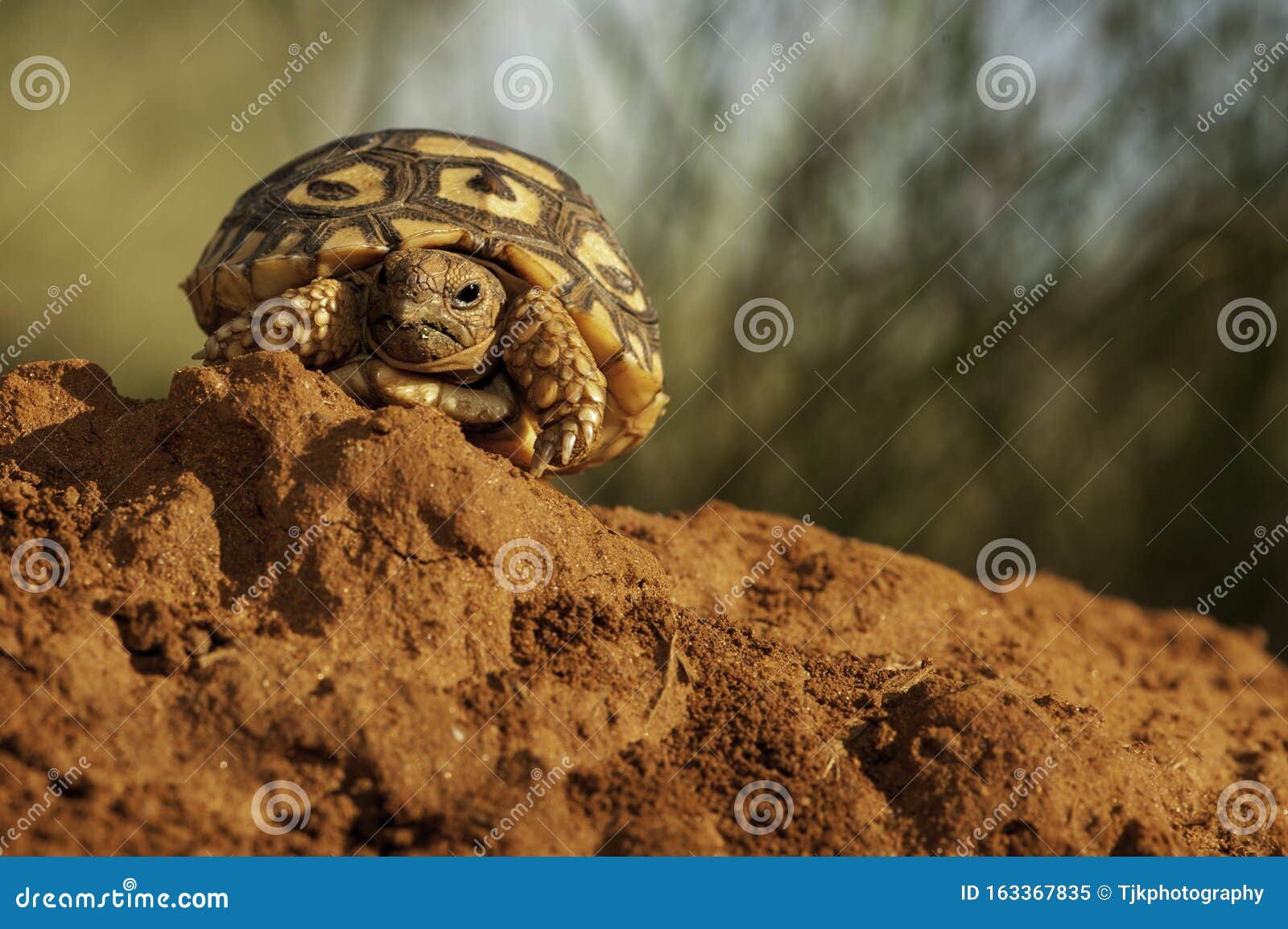 Tortoise Climbing Over Red Soil, Effort, Hard Work, Straining Stock ...
