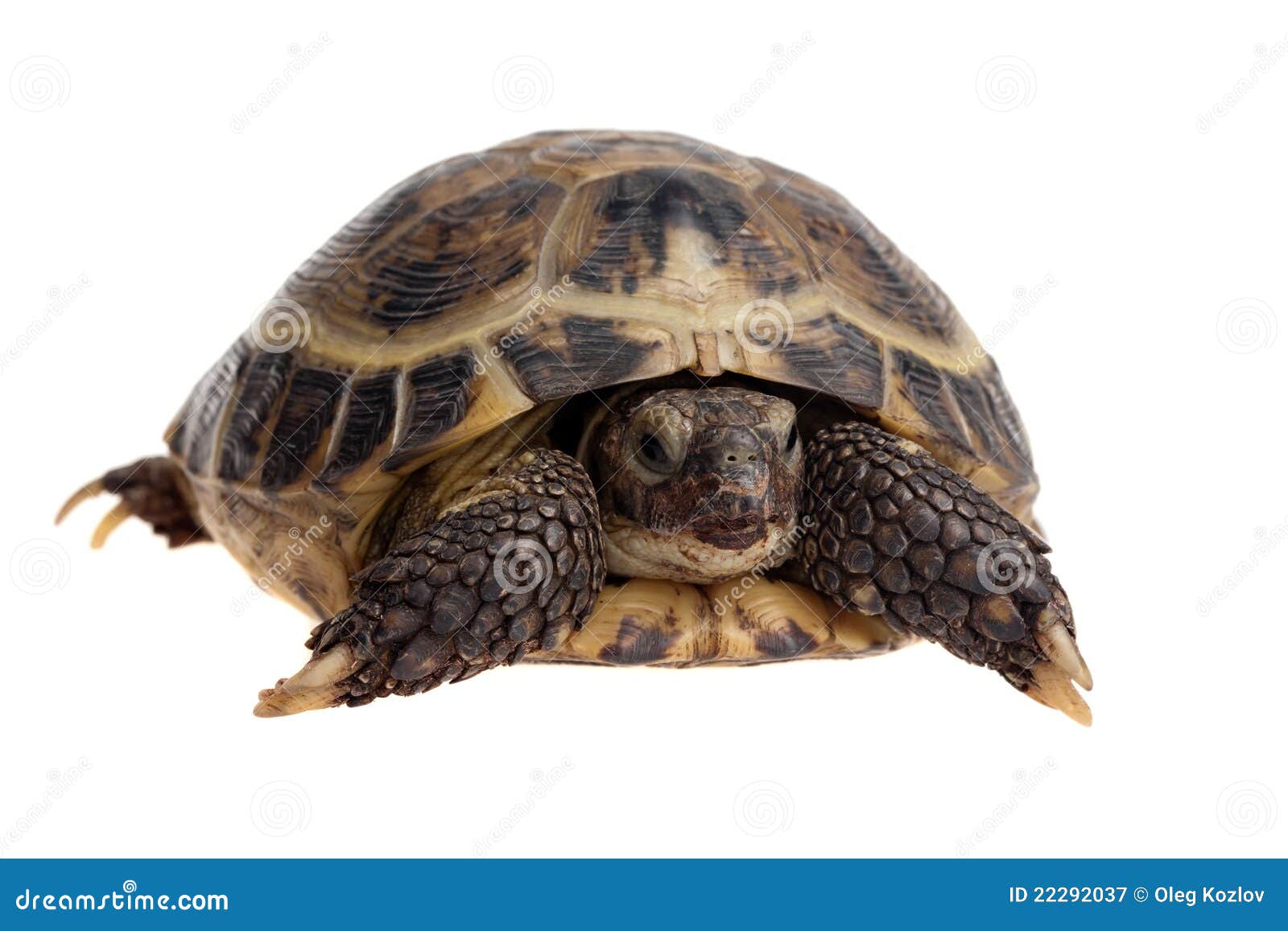 Tortoise close-up stock image. Image of face, shell, muzzle - 22292037