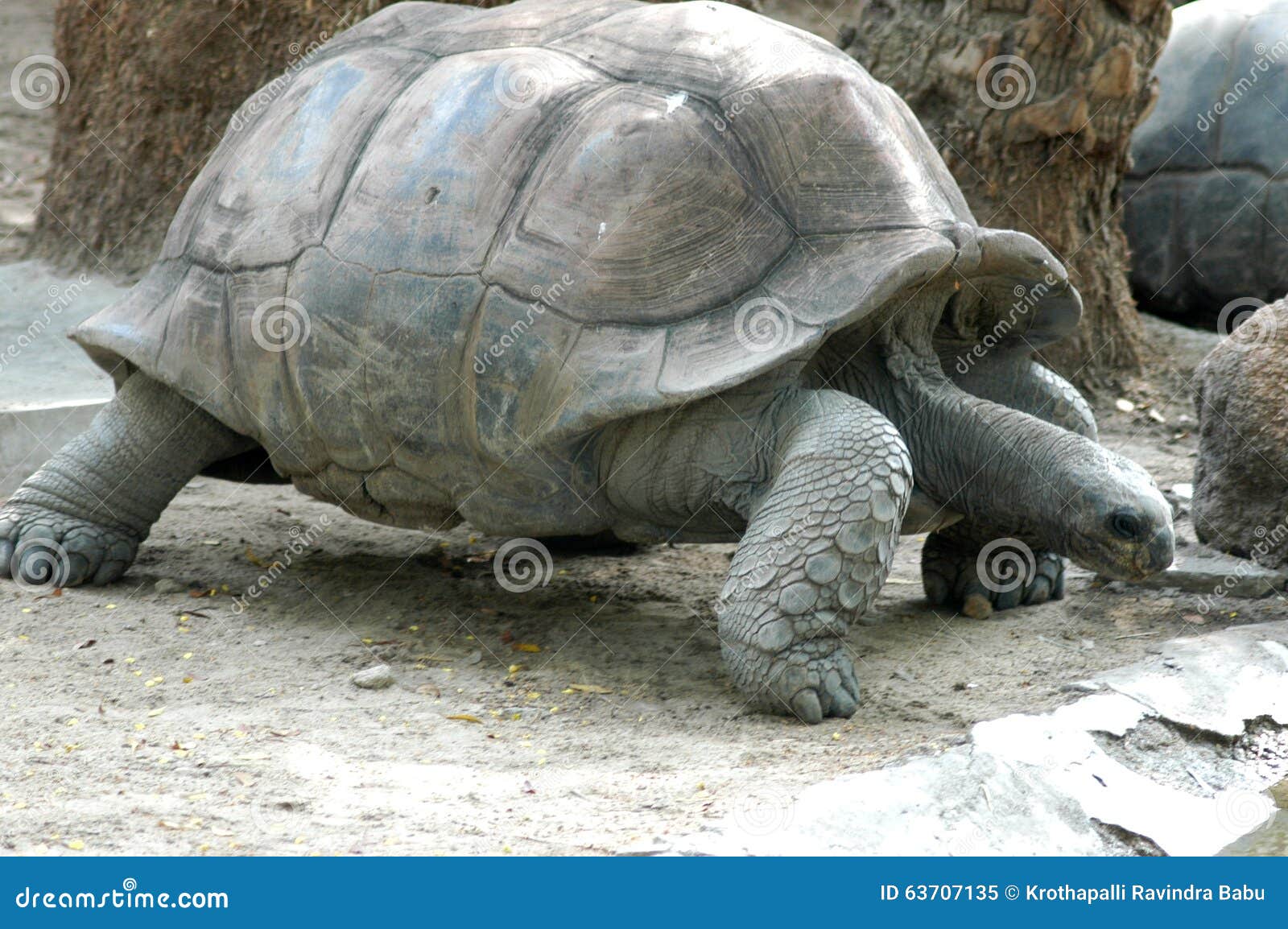 Tortoise close in the Zoo stock image. Image of consume - 63707135