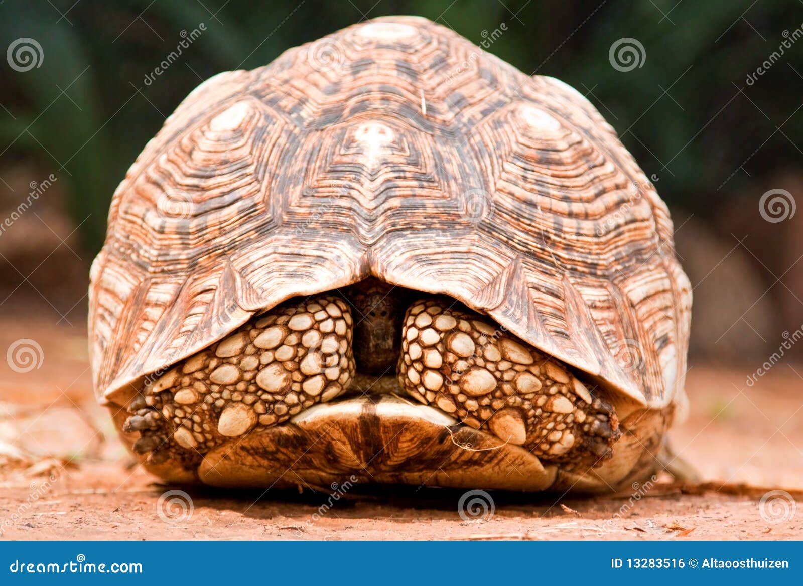 Tortoise closeup stock photo. Image of patient, tortoise - 13283516