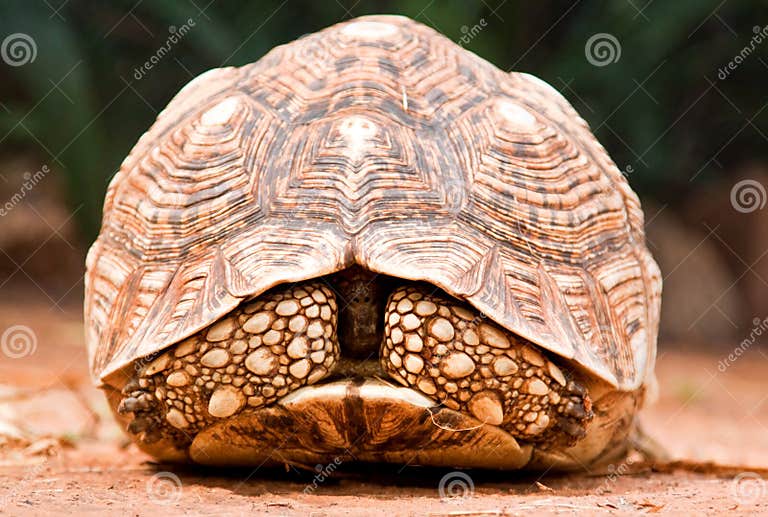 Tortoise closeup stock photo. Image of patient, tortoise - 13283516