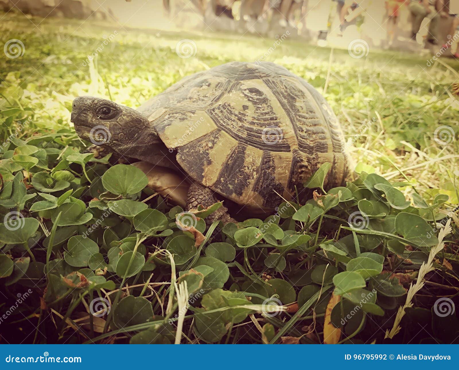 Tortoise in the clover stock photo. Image of tortoise - 96795992